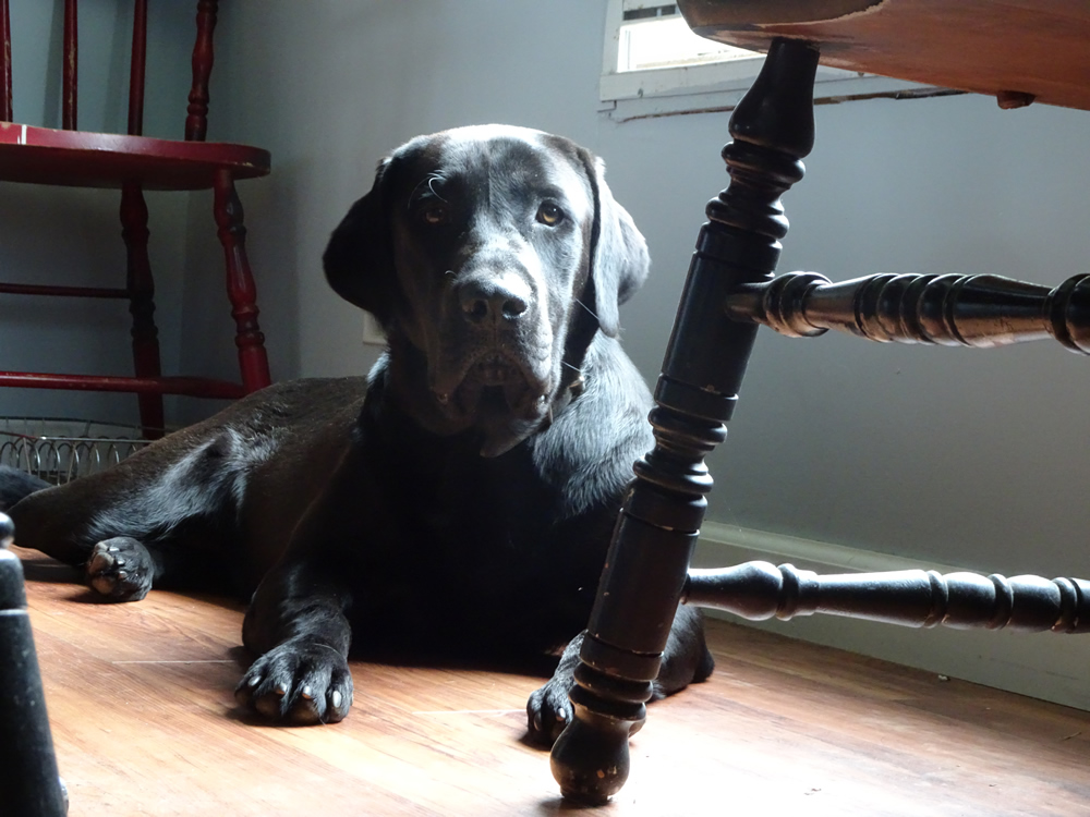 ABOUT THE MASTADOR